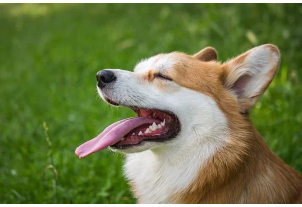 50 Cute Unique Girl Dog Names Starting With Z Female Dog Names