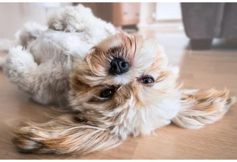 170 Cute Unique Boy Dog Names Starting With R Male Dog Names 170-cute-unique-boy-dog-names-starting-with-r-male-dog-names