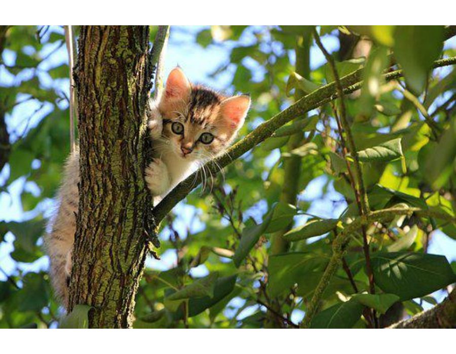450 Cat Names Starting With L 2024 Unique Cute Male Female Cat 450 Cat Names Starting With L 2024 Unique Cute Male Female Cat