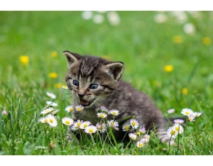 100 Male Cat Names Starting With U 2024 Unique Cute Male Cat Names 100 Male Cat Names Starting With U 2024 Unique Cute Male Cat Names