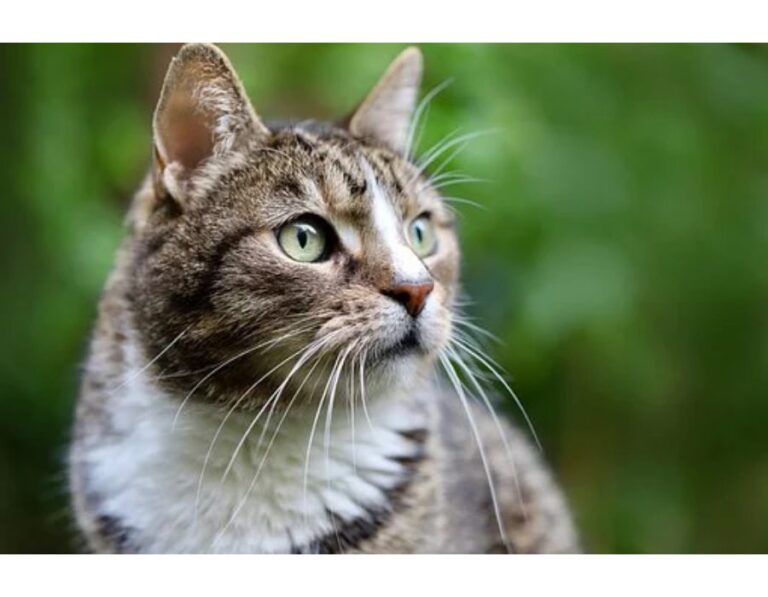 100+ Female Cat Names Starting with W (2026) - Unique & Cute Girl Cat Names