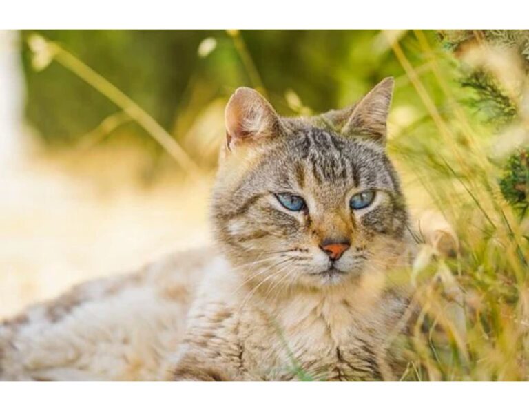 50+ Male Cat Names Starting with X (2026) - Unique & Cute Male Cat Names
