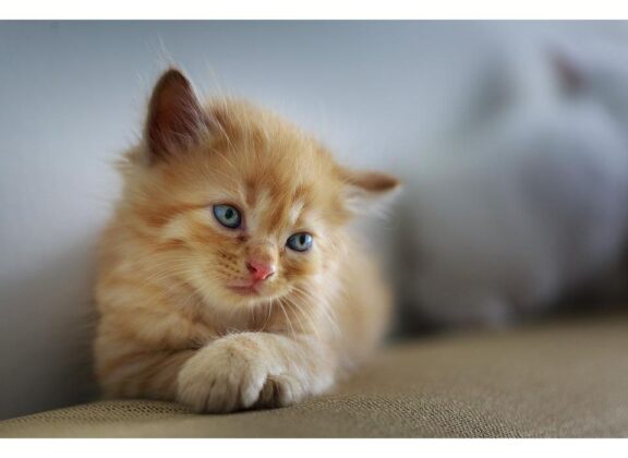 200+Top Female Cat Names That Start With G - FinderWheel.com