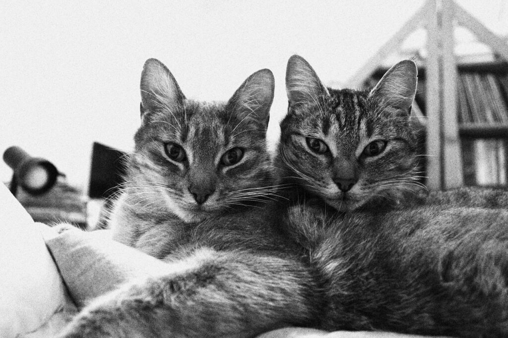 200 Female Cat Names Starting With G 2024 Unique Cute Girl Cat Names 200 Female Cat Names Starting With G 2024 Unique Cute Girl Cat Names