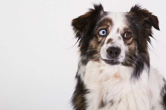 100 Australian Shepherd Names for Male and Female Dogs