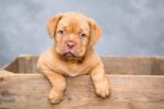 100 Middle Names for Dogs- Popular & Unique Middle Names