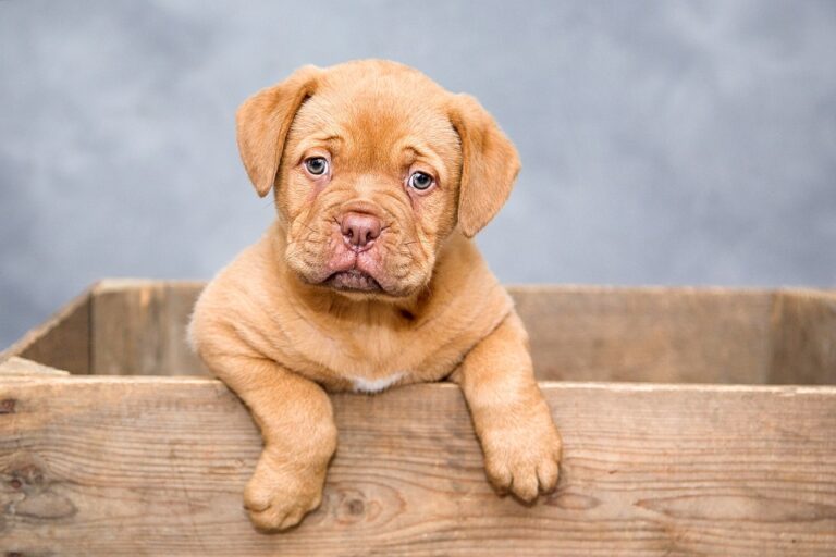 100 Middle Names for Dogs- Popular & Unique Middle Names